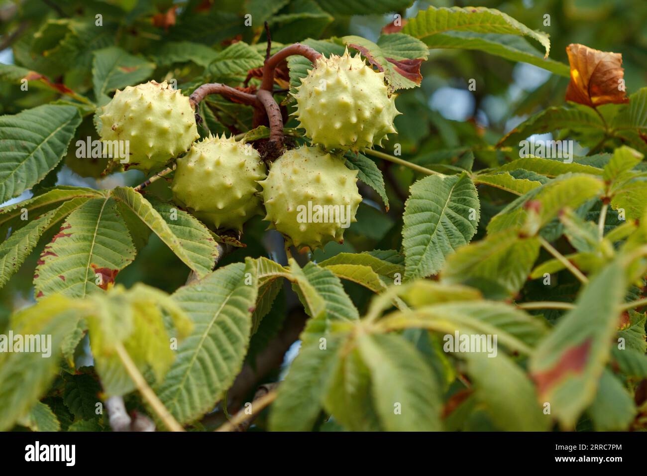 Castanea sativa (European chestnut tree) with fruits ripening on its ...