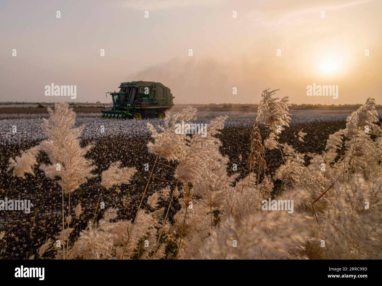 211027 -- URUMQI, Oct. 27, 2021 -- A cotton picker works in the fields ...