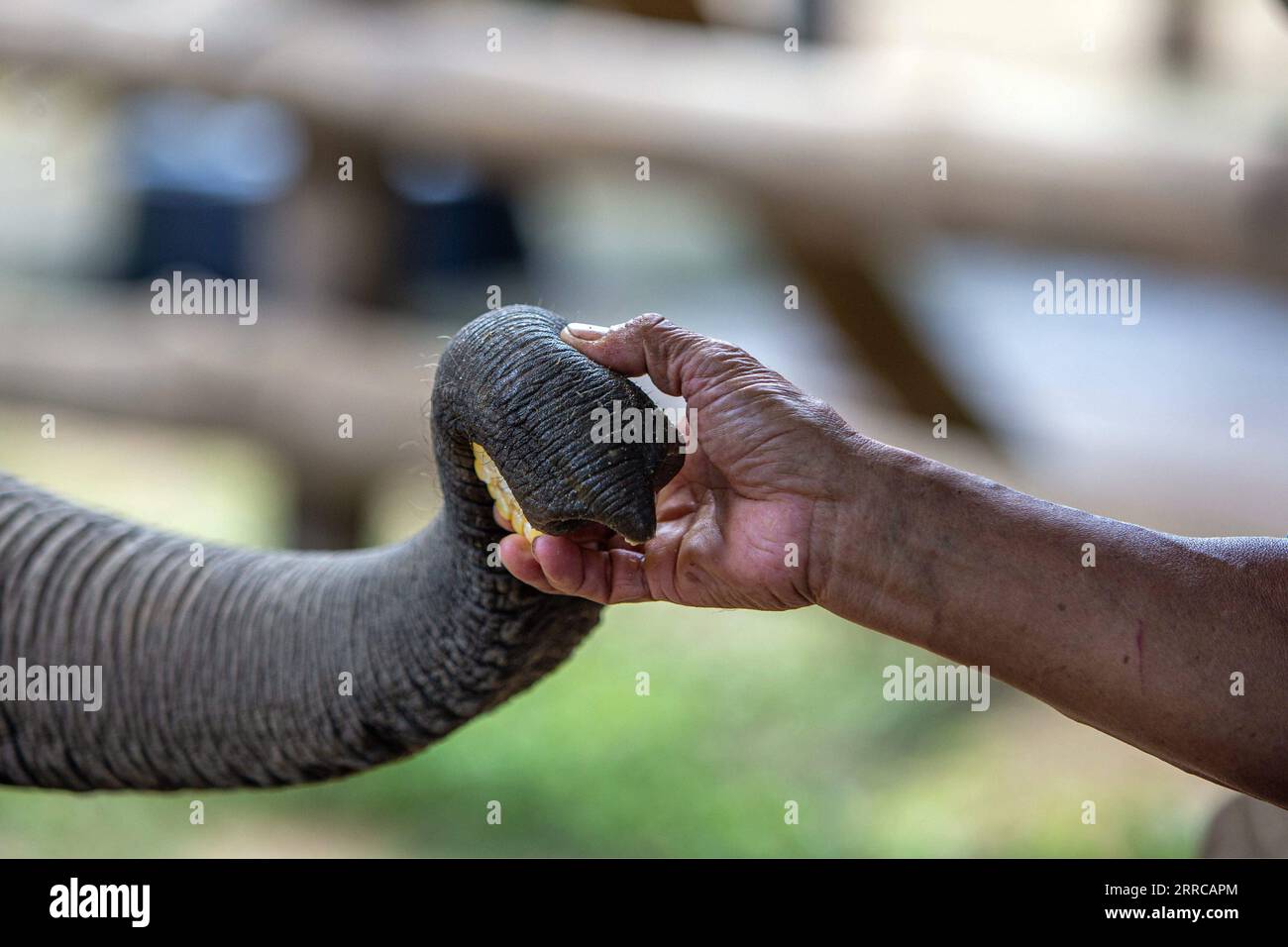 211029 -- LAMPANG, Oct. 29, 2021 -- A mahout feeds corn to an elephant ...