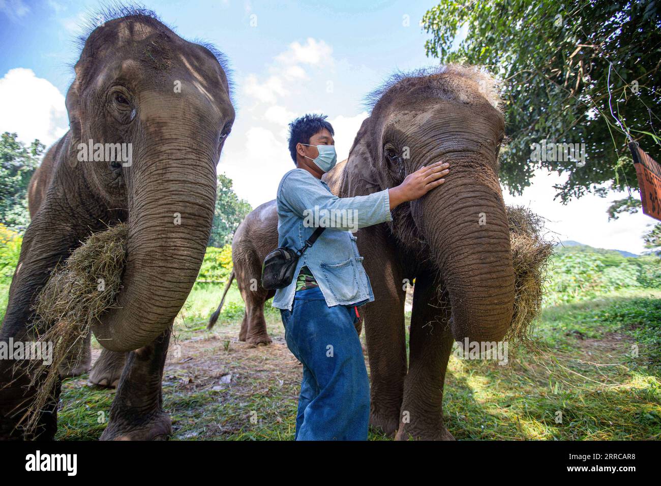 211029 -- LAMPANG, Oct. 29, 2021 -- A mahout looks after elephants at ...