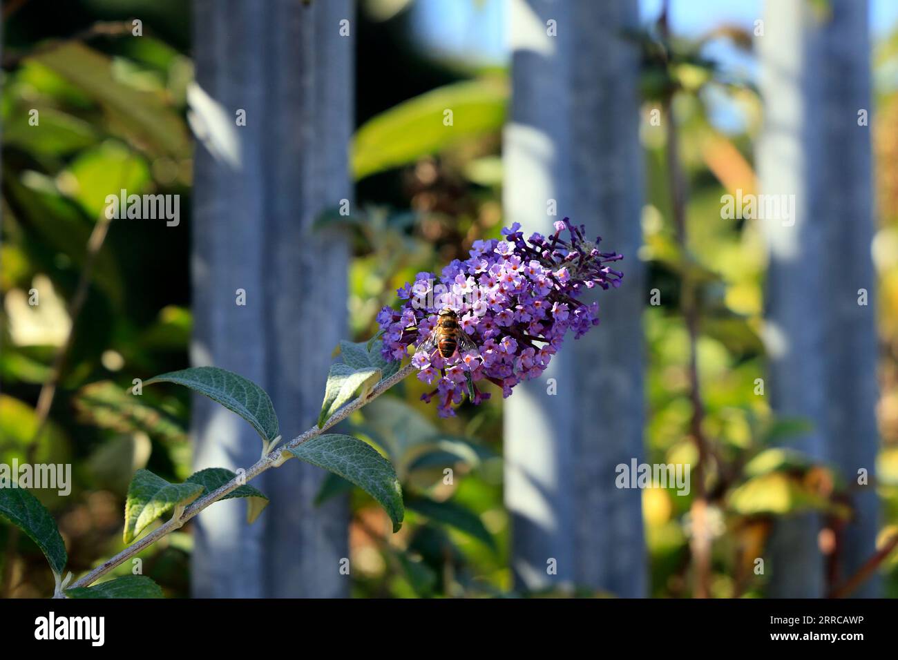 Bee on buddleia plant hi-res stock photography and images - Alamy