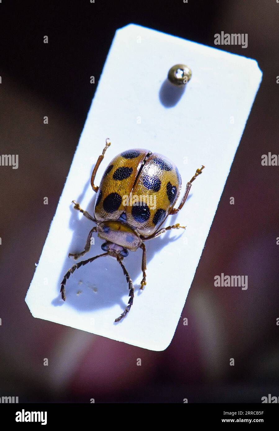 211030 -- GUANGZHOU, Oct. 30, 2021 -- Photo taken on Oct. 25, 2021 ...