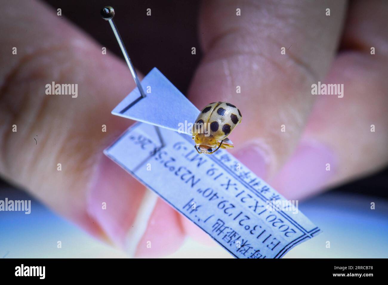 211030 -- GUANGZHOU, Oct. 30, 2021 -- Photo taken on Oct. 25, 2021 ...