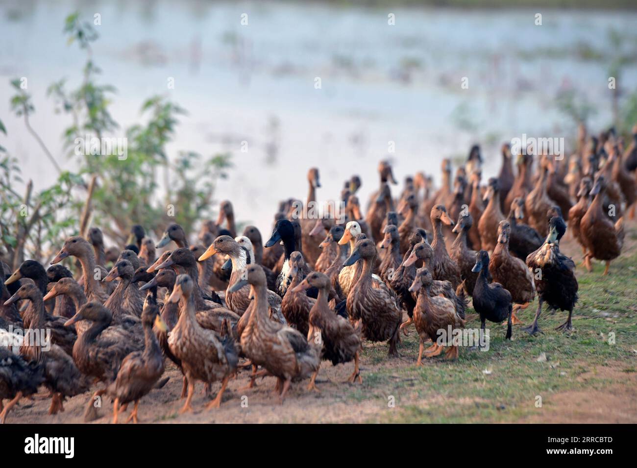 211031 -- SUNAMGANJ, Oct. 31, 2021 -- Photo shows a flock of ducks in ...