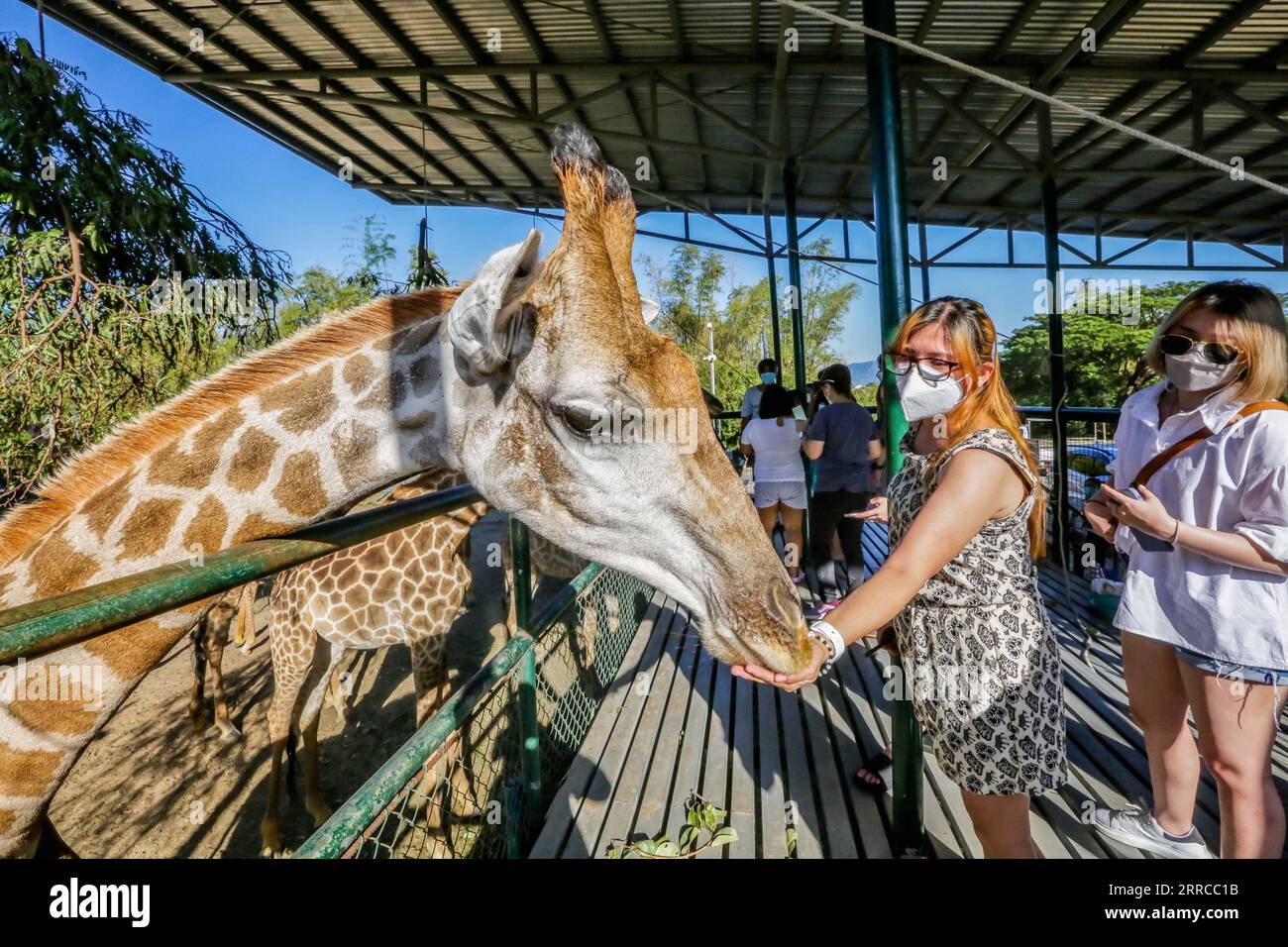211031 -- ILOCOS SUR PROVINCE, Oct. 31, 2021 -- People feed a giraffe ...