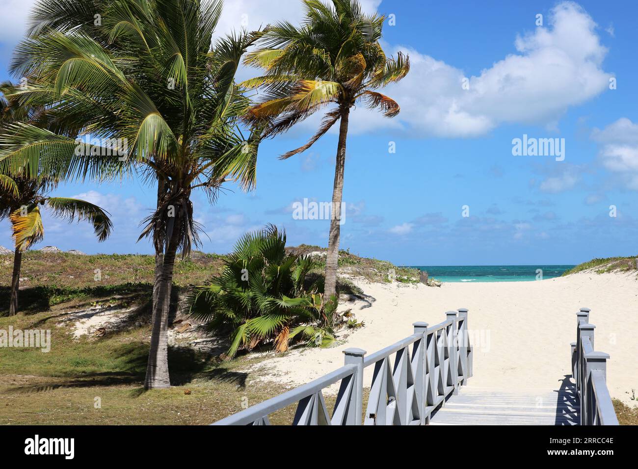 Tropical beach path palm trees hi-res stock photography and images - Alamy