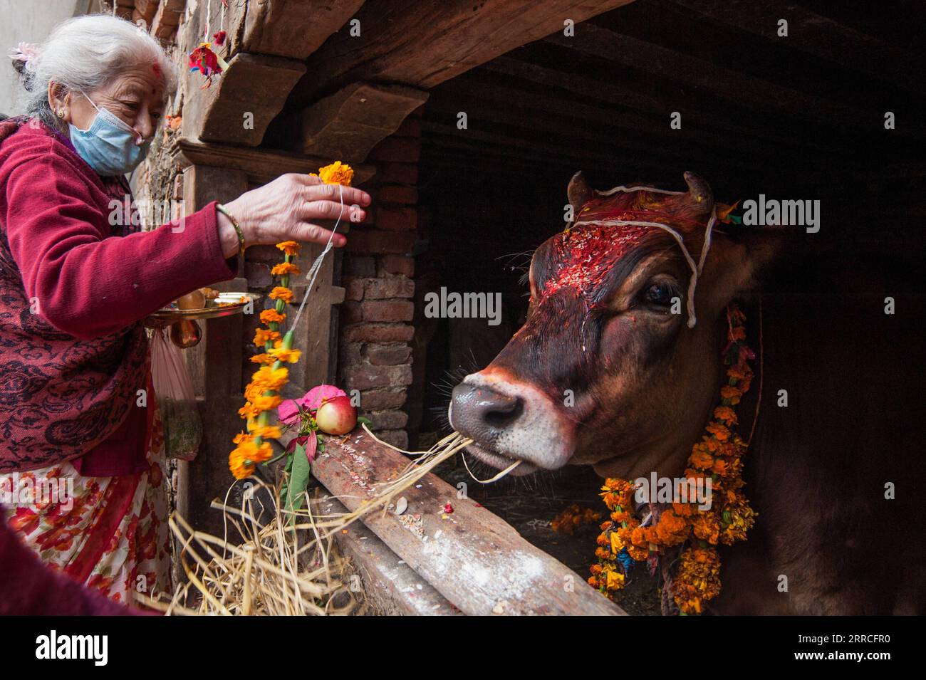 Cow worship hi-res stock photography and images - Alamy