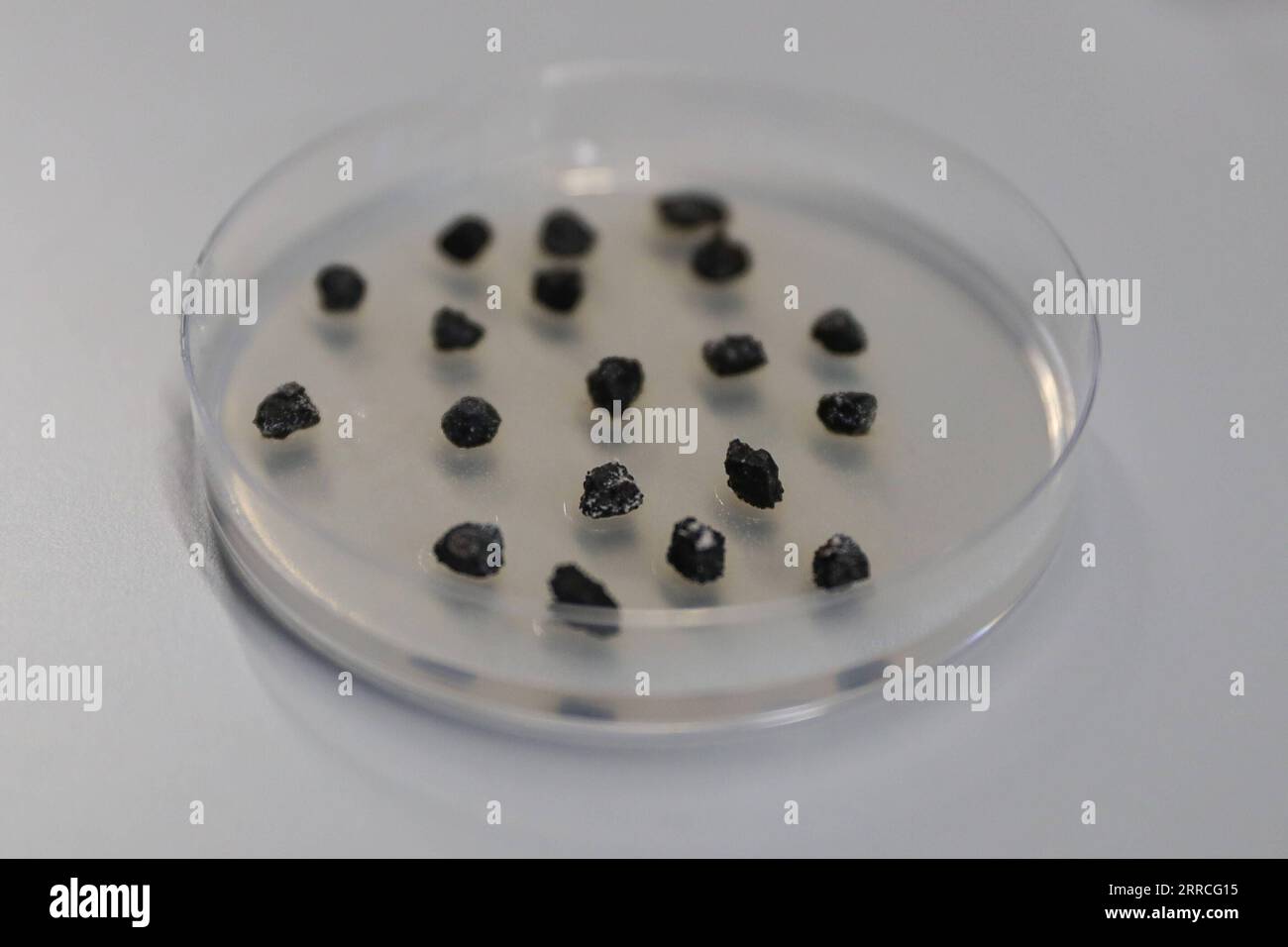 Botanic research lab hi-res stock photography and images - Alamy