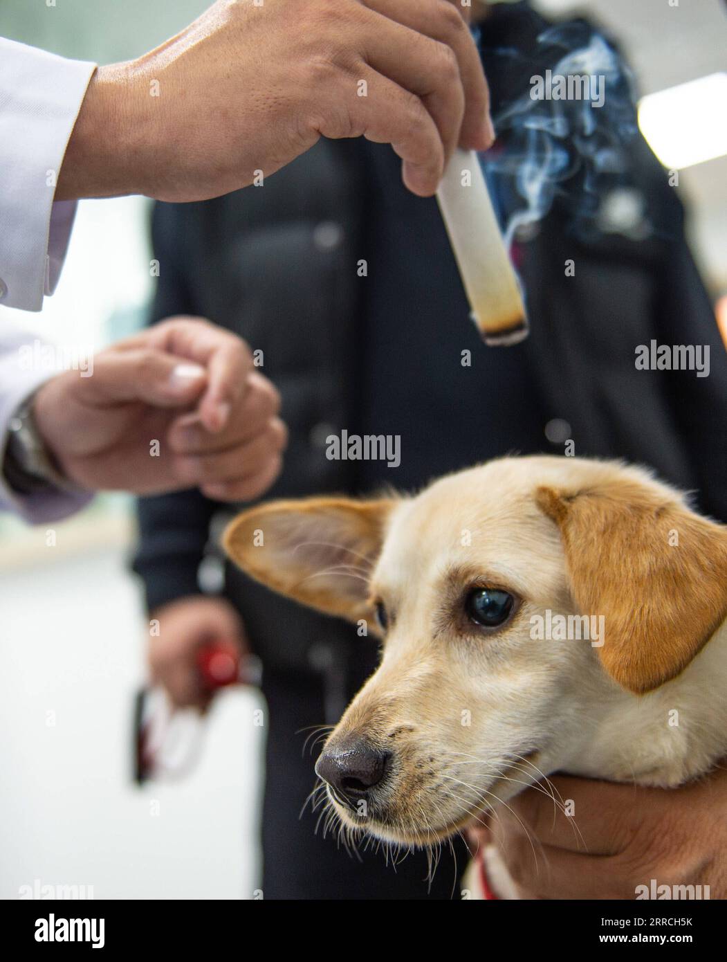 Animal therapy university students hi-res stock photography and images ...