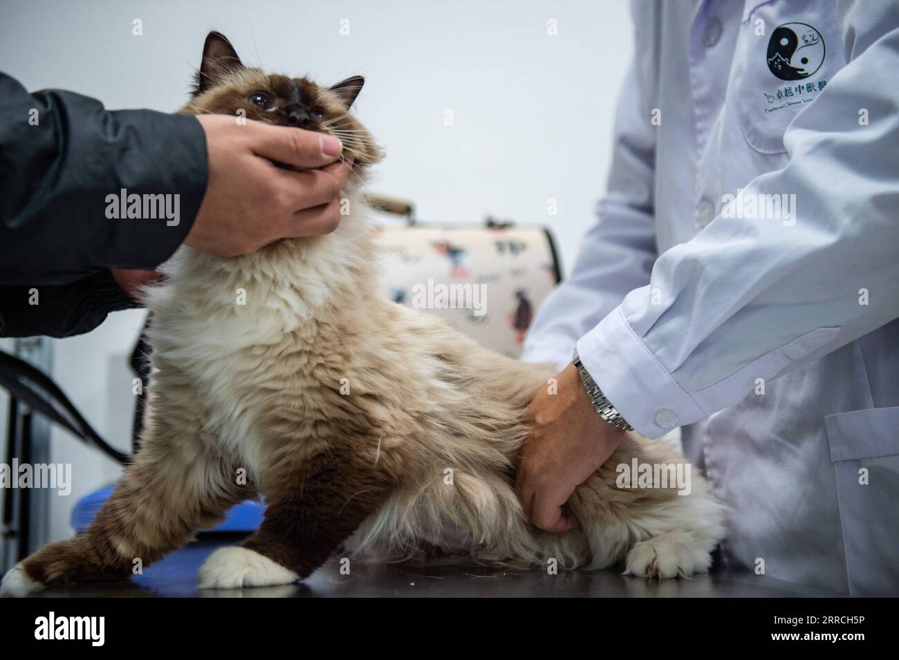 Vet approved hi-res stock photography and images - Alamy