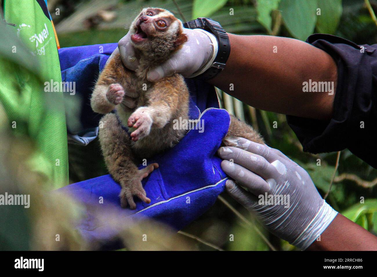 The javan slow loris hi-res stock photography and images - Alamy