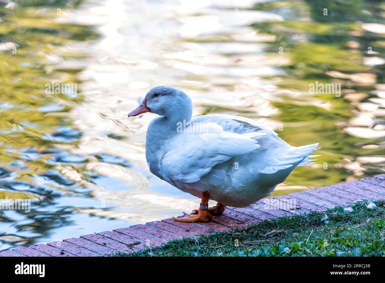 The Leucistic Mallard Duck (Anas platyrhynchos) exhibits rare white ...