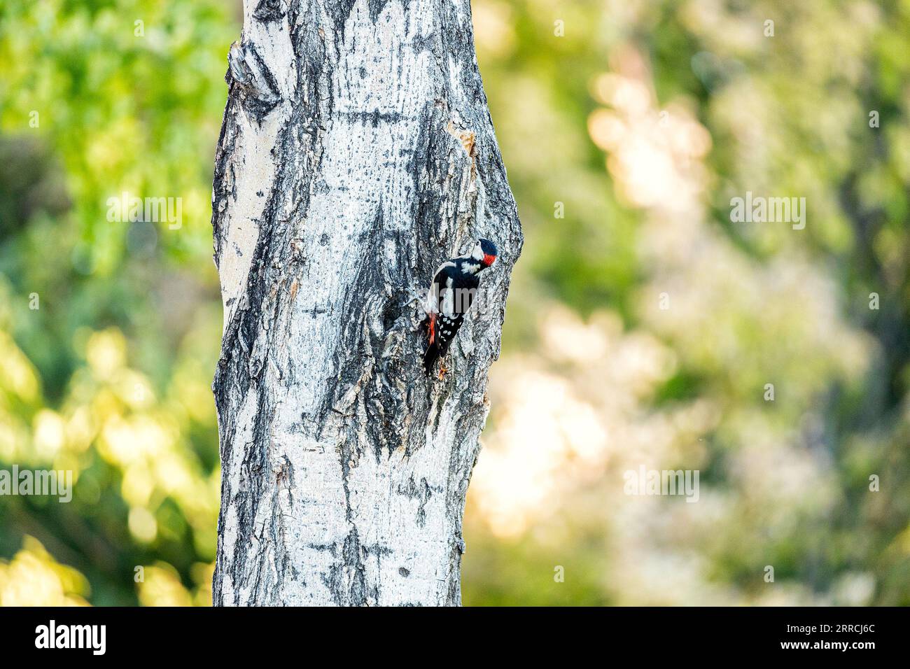 The Great Spotted Woodpecker (Dendrocopos major) is a striking European ...