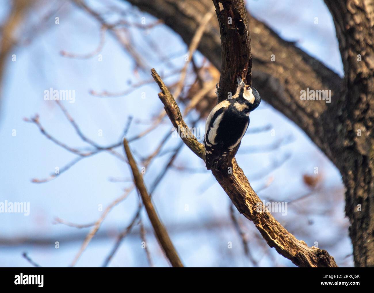 The Great Spotted Woodpecker (Dendrocopos major) is a striking European ...