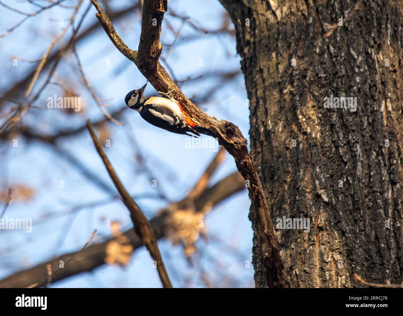 The Great Spotted Woodpecker (Dendrocopos major) is a striking European ...