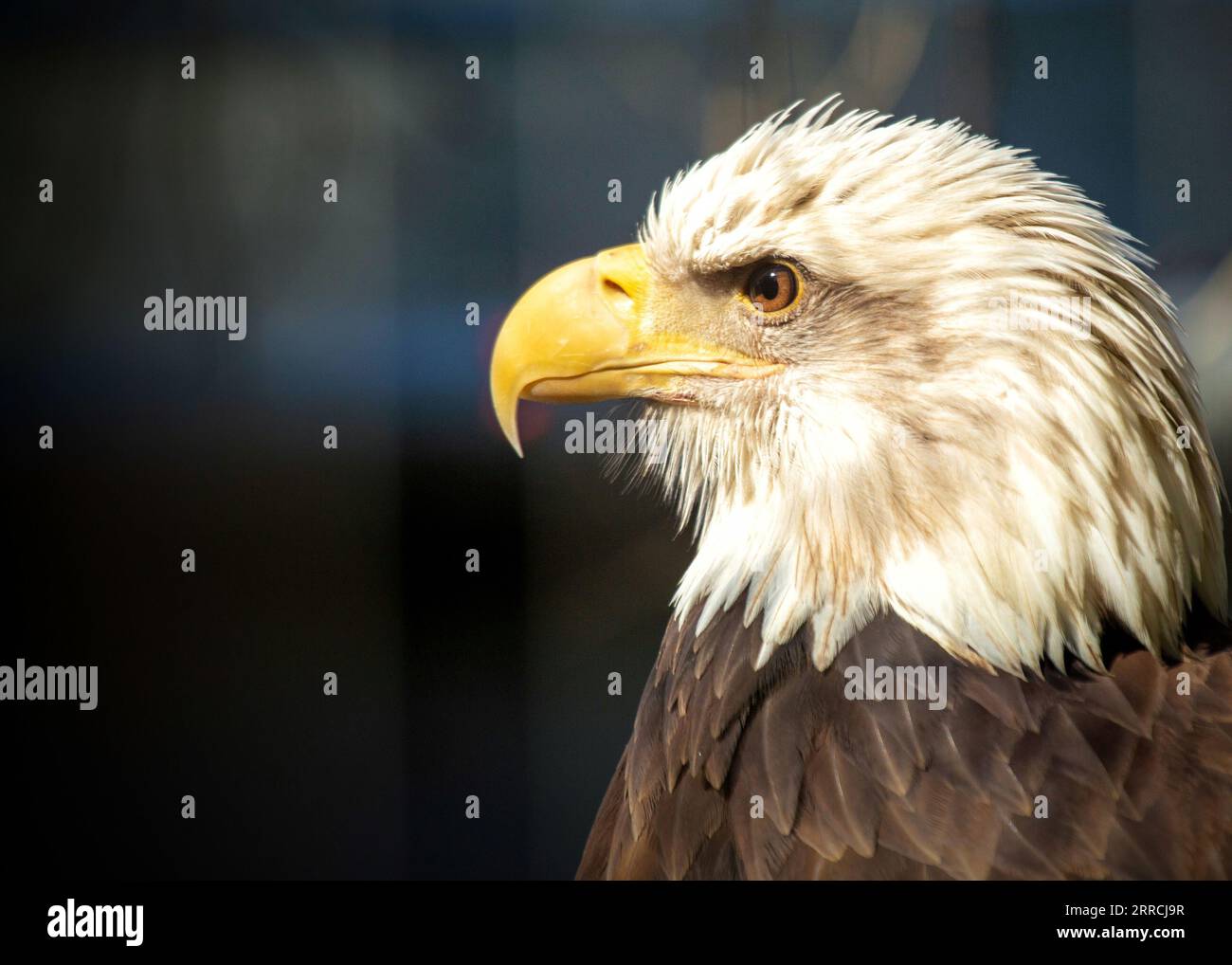 The American Bald Eagle, a symbol of strength and freedom, is native to ...