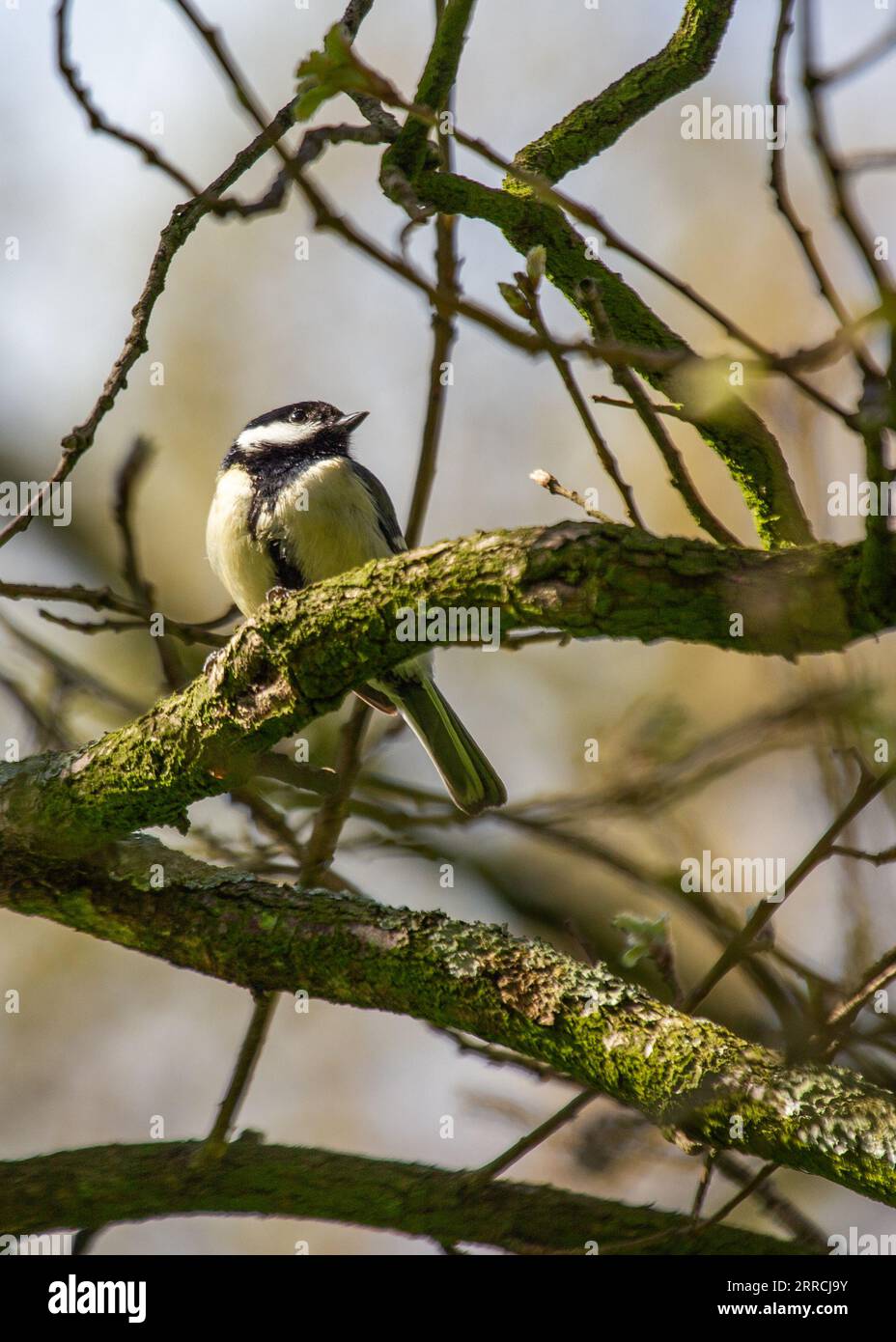 A vibrant Great Tit (Parus major) captured in the lush Botanic Gardens ...