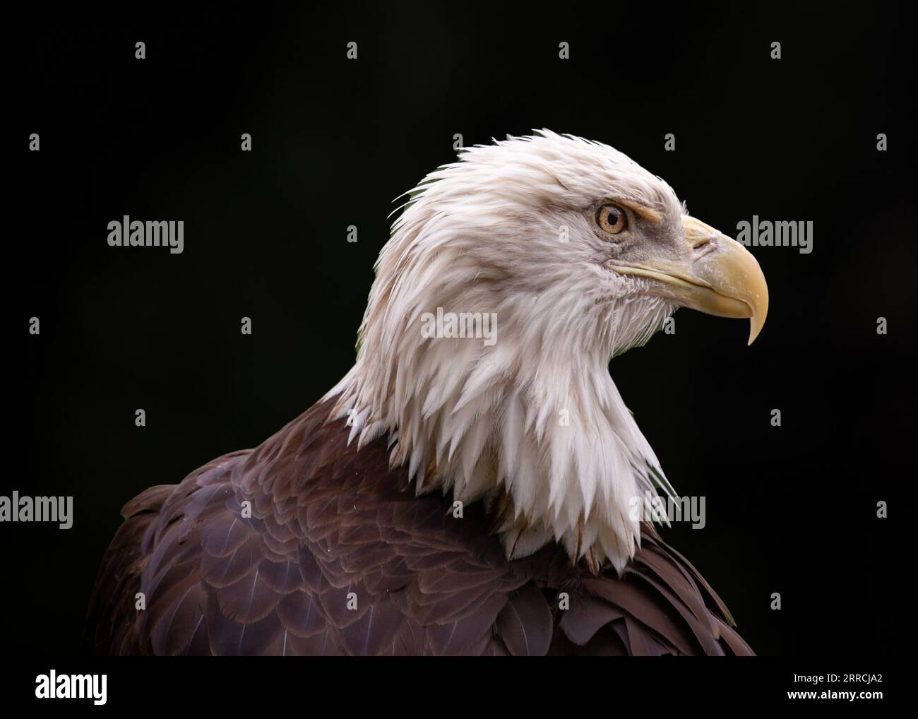 The American Bald Eagle, scientifically known as Haliaeetus ...