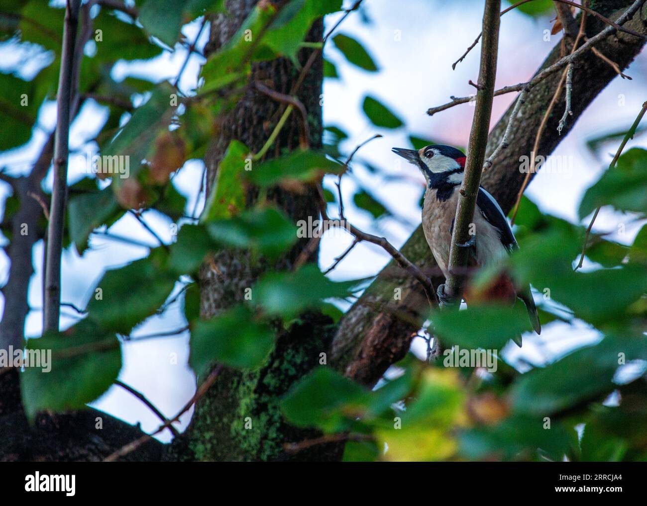 The Great Spotted Woodpecker (Dendrocopos major) is a striking European ...
