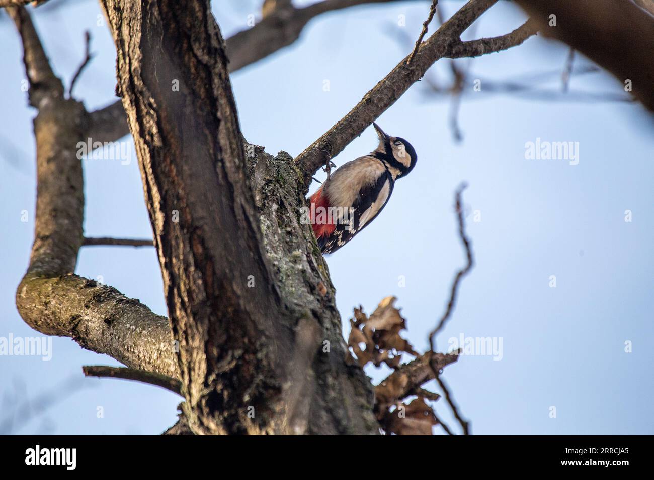 The Great Spotted Woodpecker (Dendrocopos major) is a striking European ...