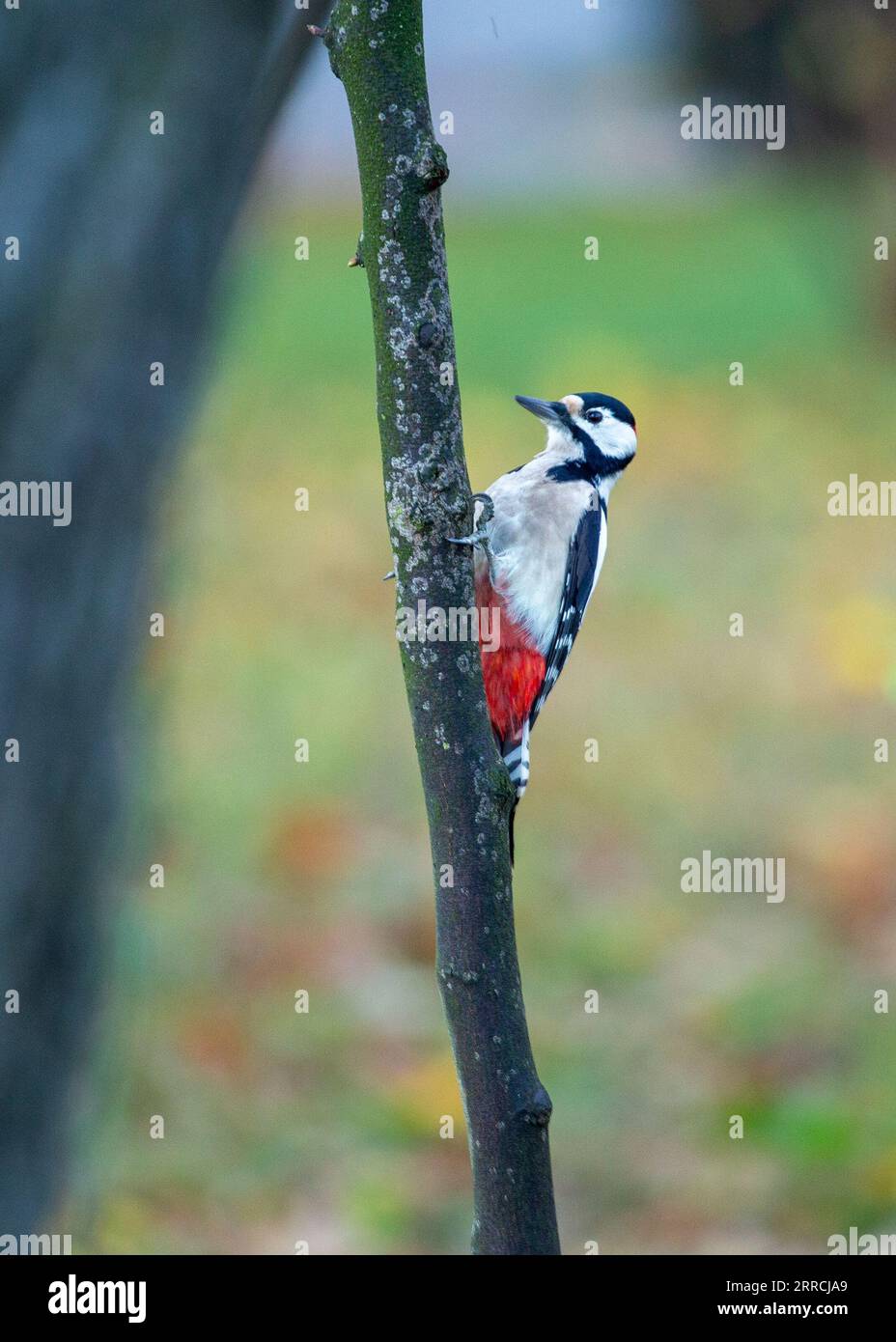 The Great Spotted Woodpecker (Dendrocopos major) is a striking European ...