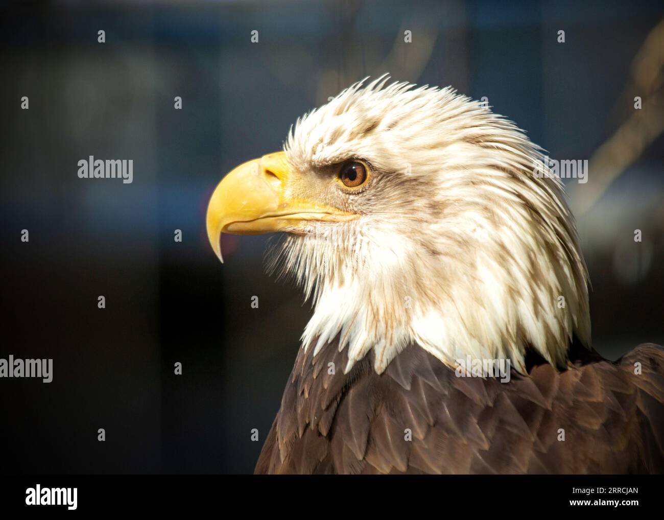 The American Bald Eagle, a symbol of strength and freedom, is native to ...