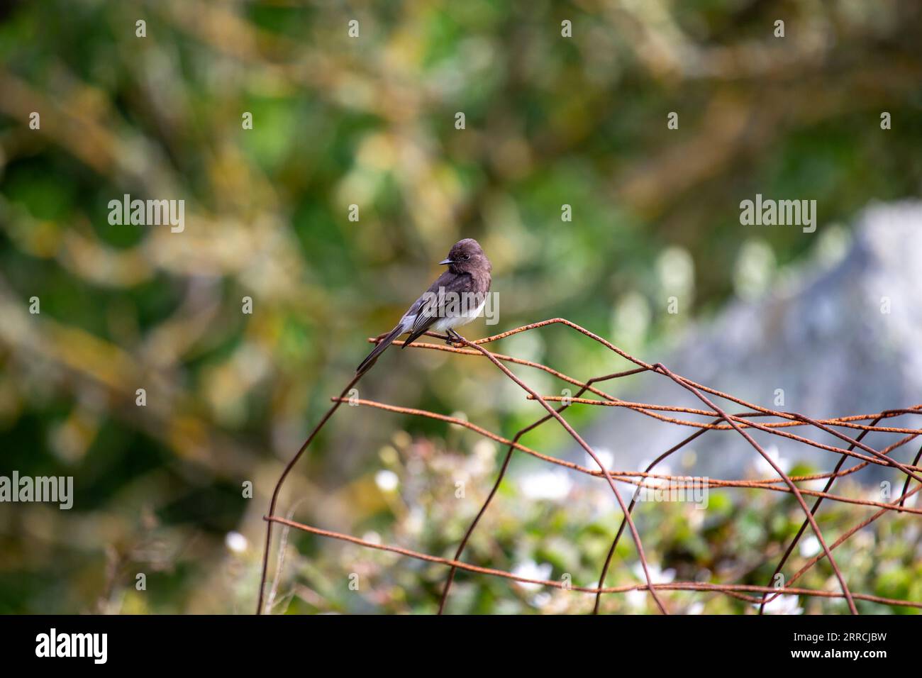 Sleek feathers catching hi-res stock photography and images - Alamy