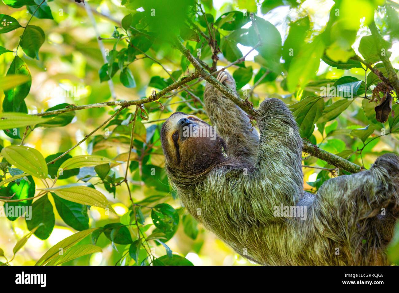 Discover the adorable brown-throated three-toed sloth from Costa Rica's ...