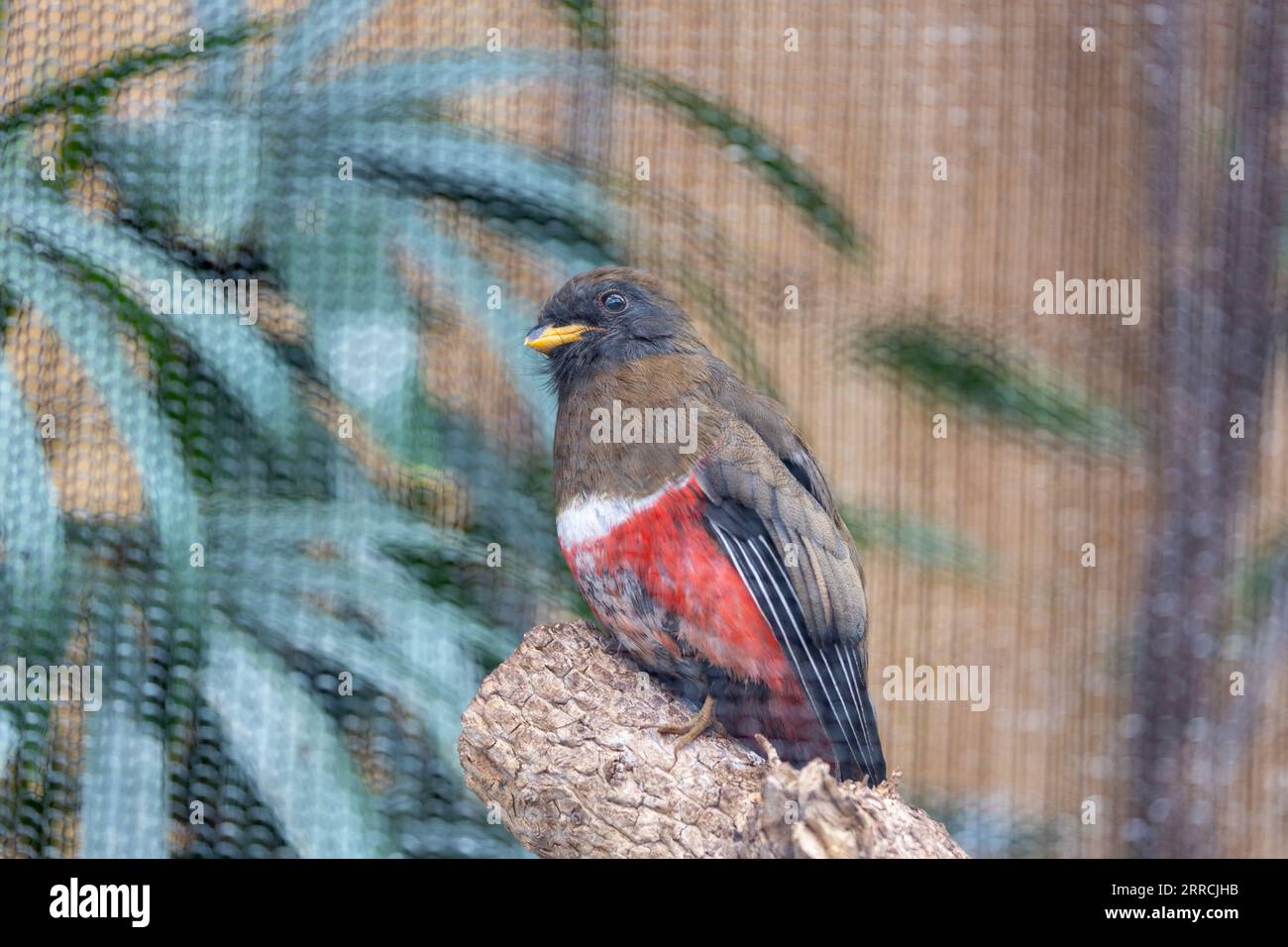 A stunning Collared Trogon, scientifically known as Trogon collaris ...