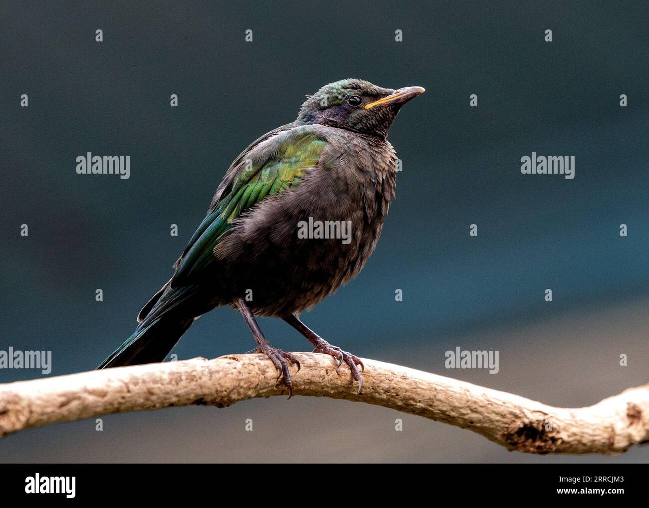 Meet the stunning Emerald Starling, Lamprotornis iris, native to the ...
