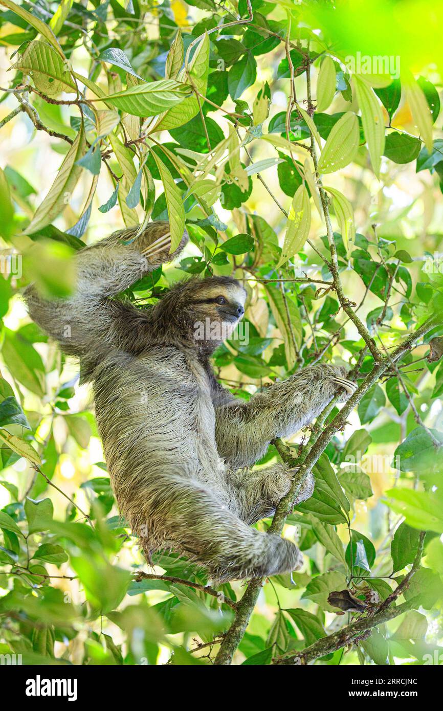 Discover the adorable brown-throated three-toed sloth from Costa Rica's ...