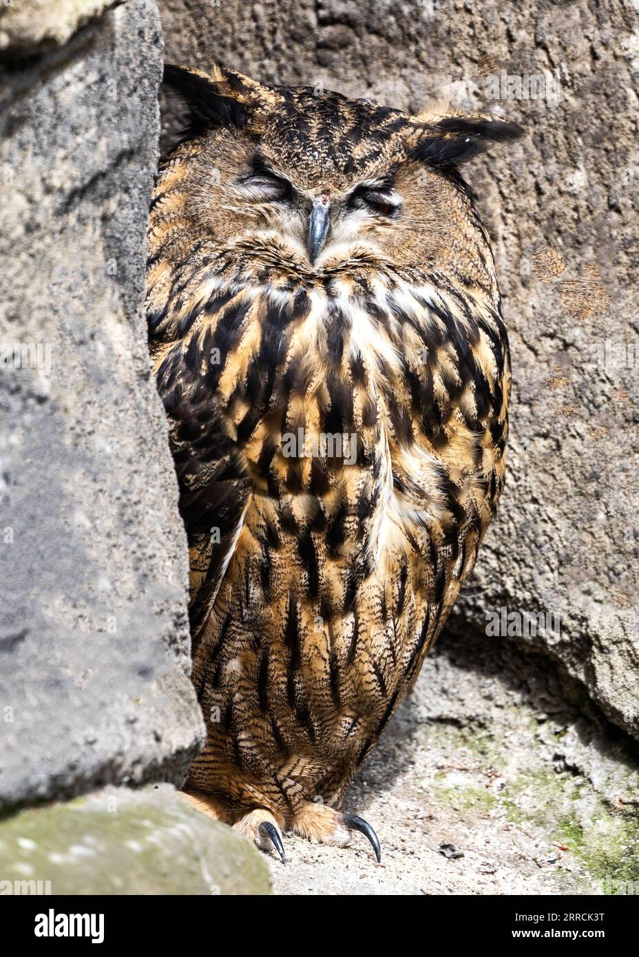 The Eurasian Eagle Owl, scientifically known as Bubo bubo, is a ...