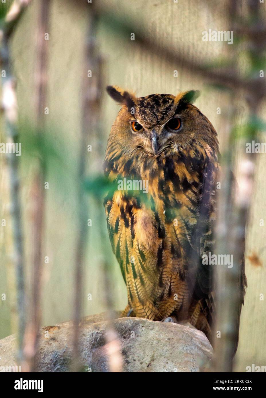 The Eurasian Eagle Owl, scientifically known as Bubo bubo, is a ...