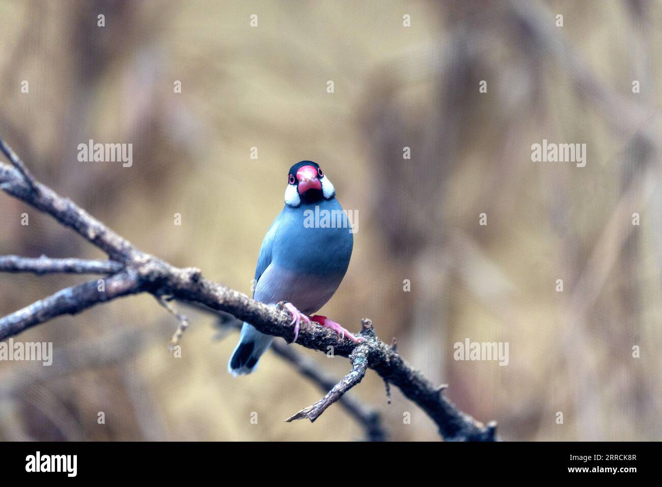 A petite and elegant bird, the Java Sparrow hails from Indonesia, known ...