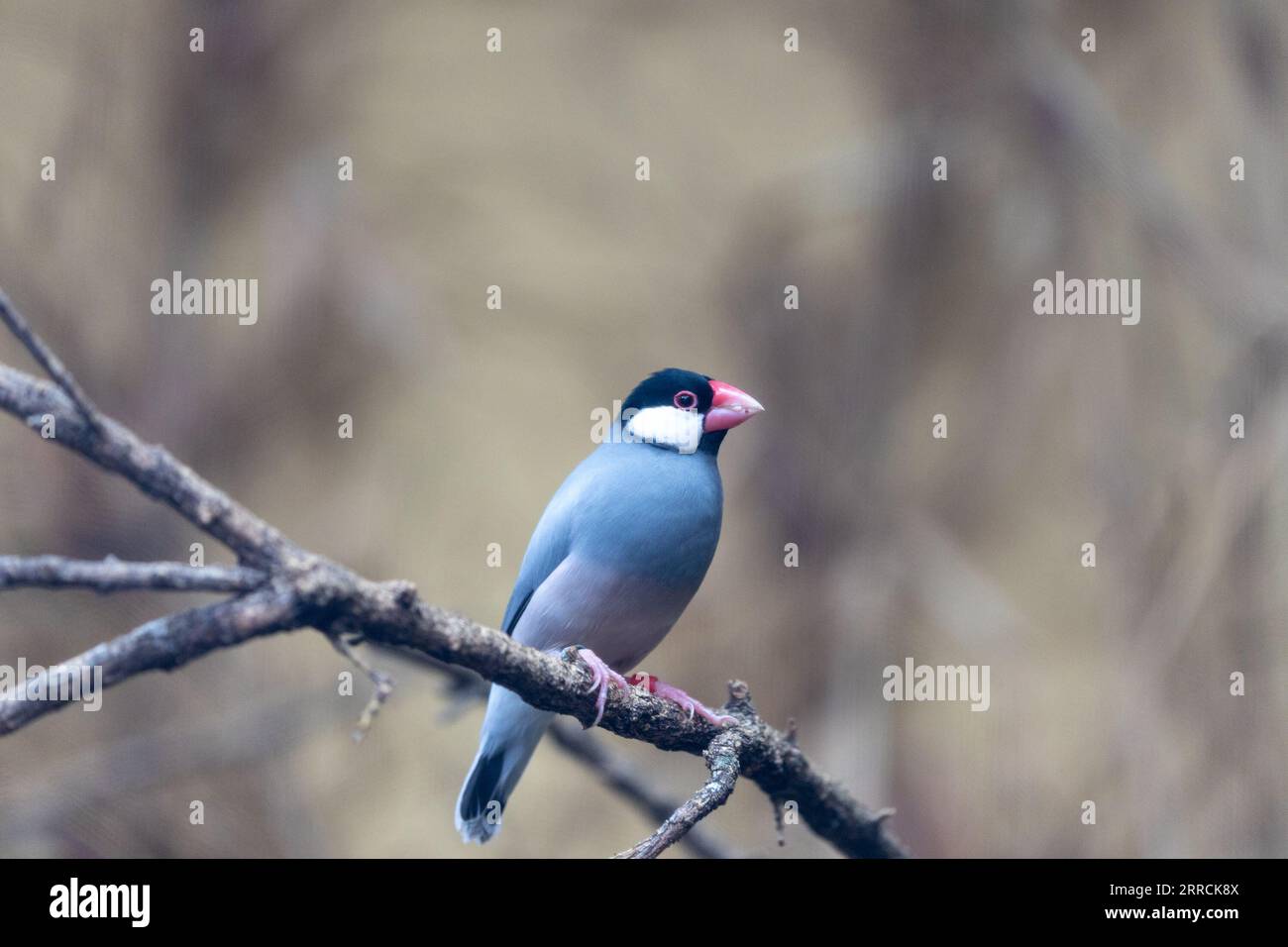 A petite and elegant bird, the Java Sparrow hails from Indonesia, known ...