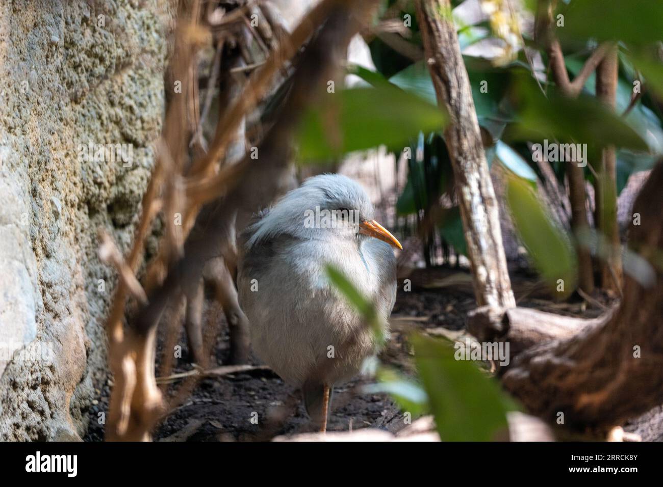 Enigmatic species hi-res stock photography and images - Alamy