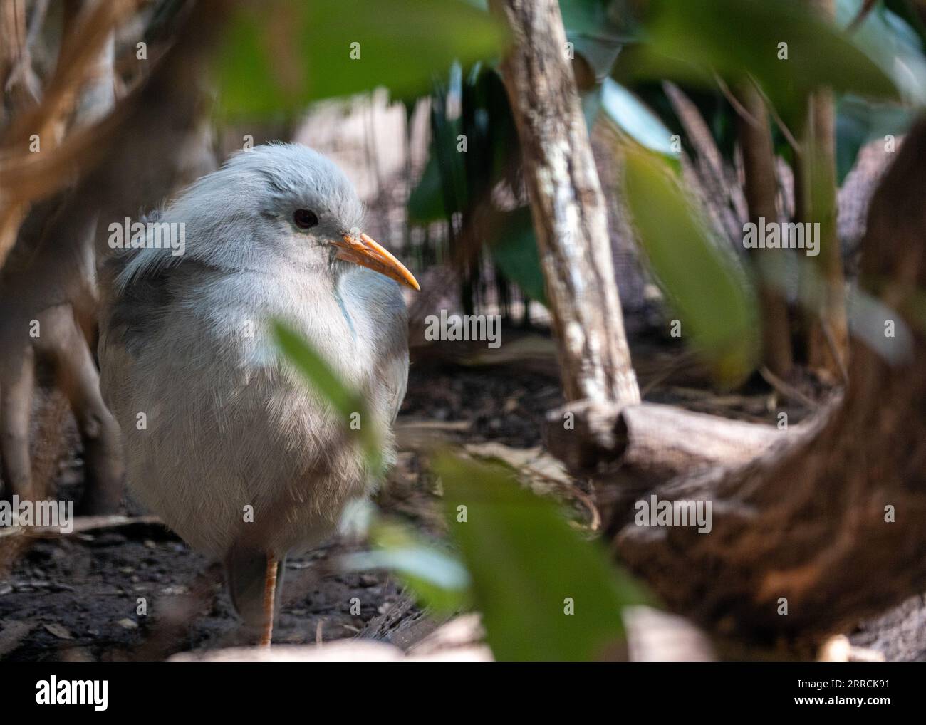 Enigmatic species hi-res stock photography and images - Alamy