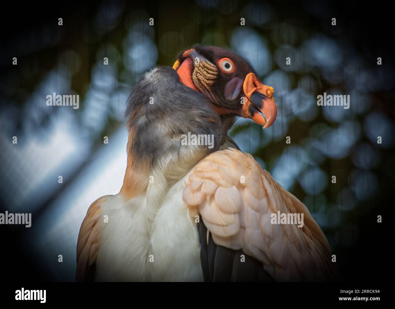 Carrion consumption hi-res stock photography and images - Alamy