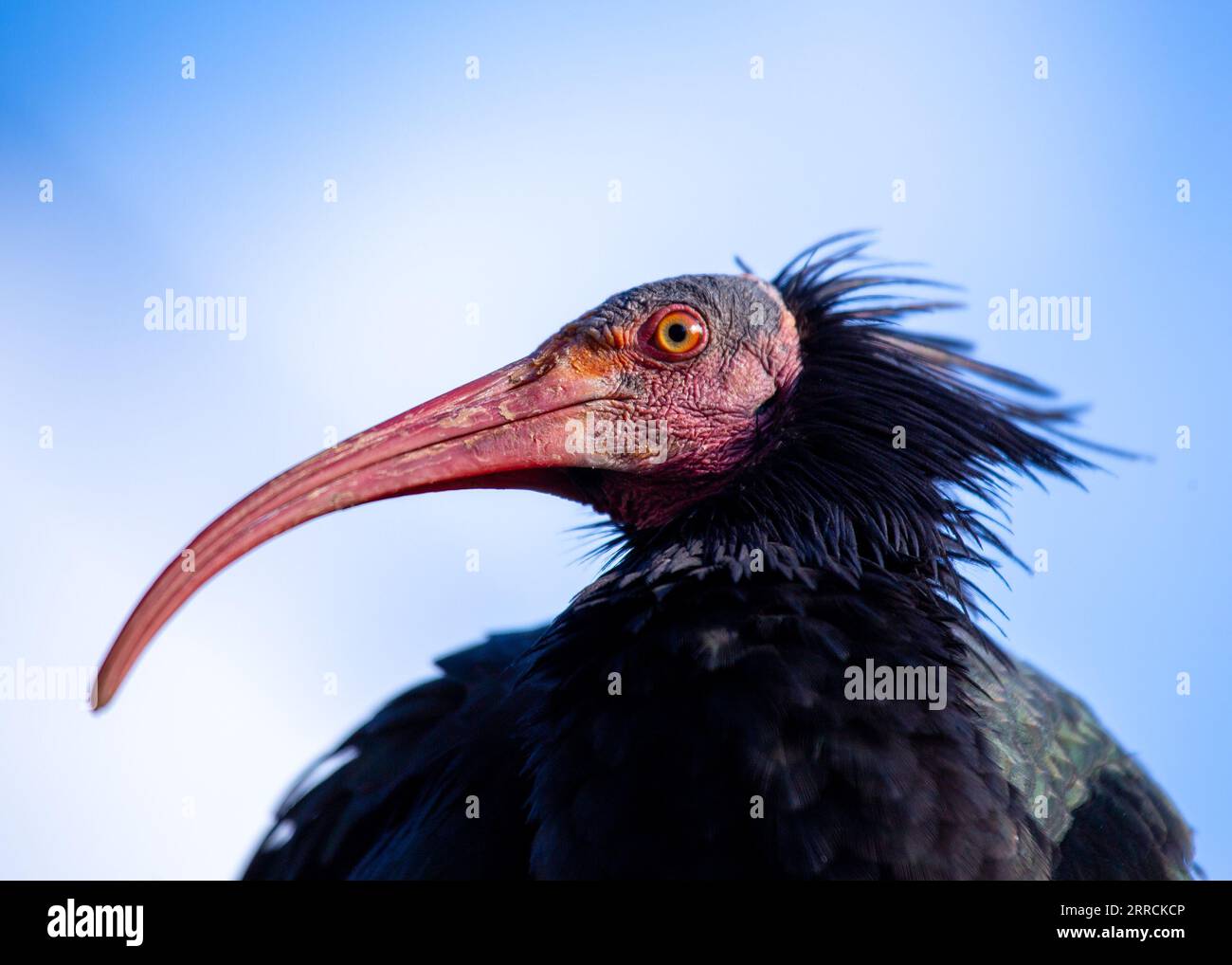 Stunning photo of the critically endangered Northern Bald Ibis in its ...