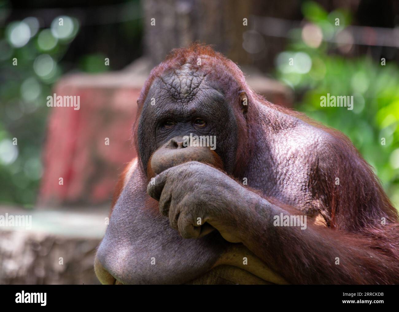 Meet the Orangutan (Pongo pygmaeus) - a captivating primate native to ...