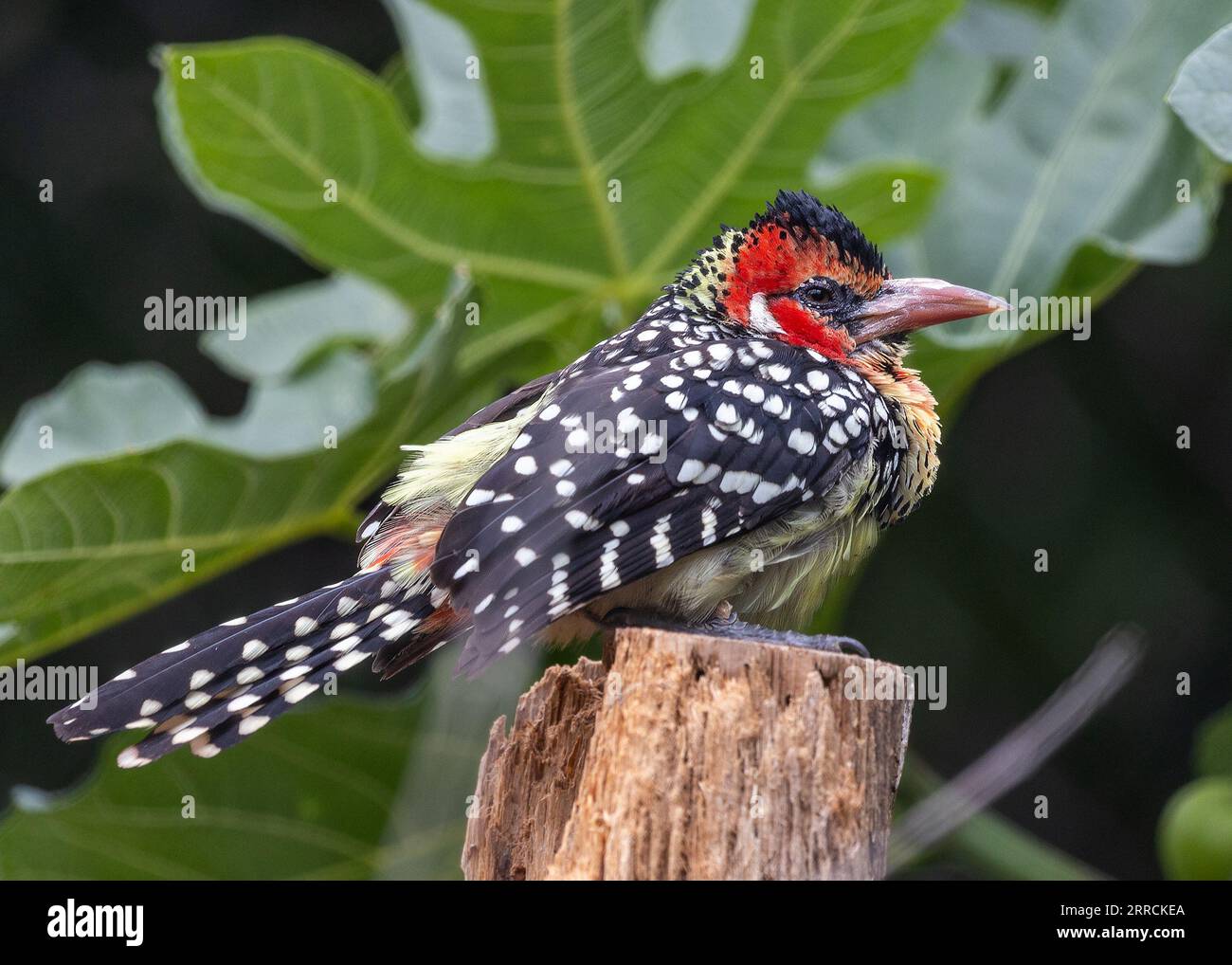 The Red and Yellow Barbet, Trachyphonus erythrocephalus, is a stunning ...