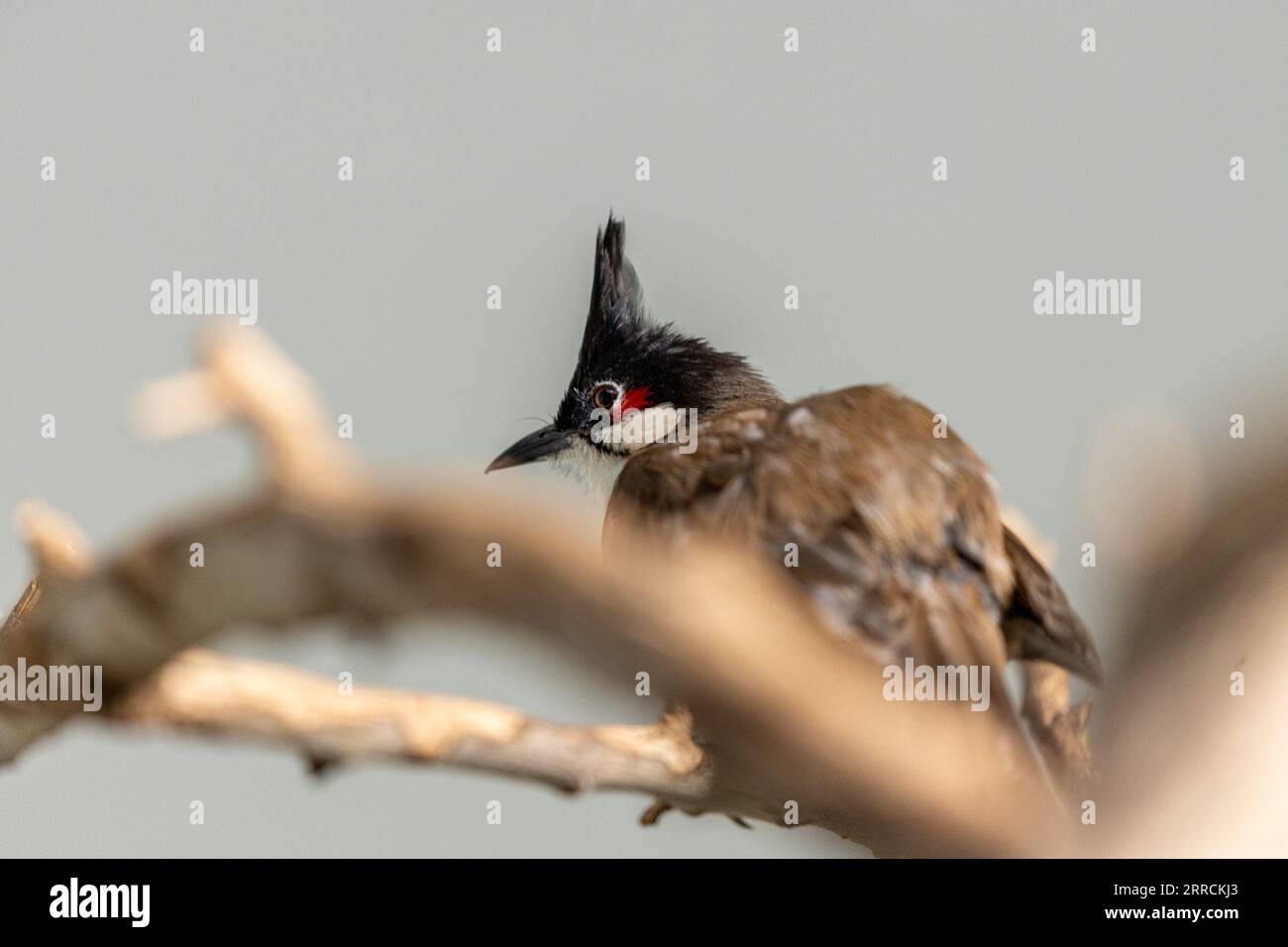 Vibrant red whiskered bulbul, native to South Asia. Its distinctive red ...