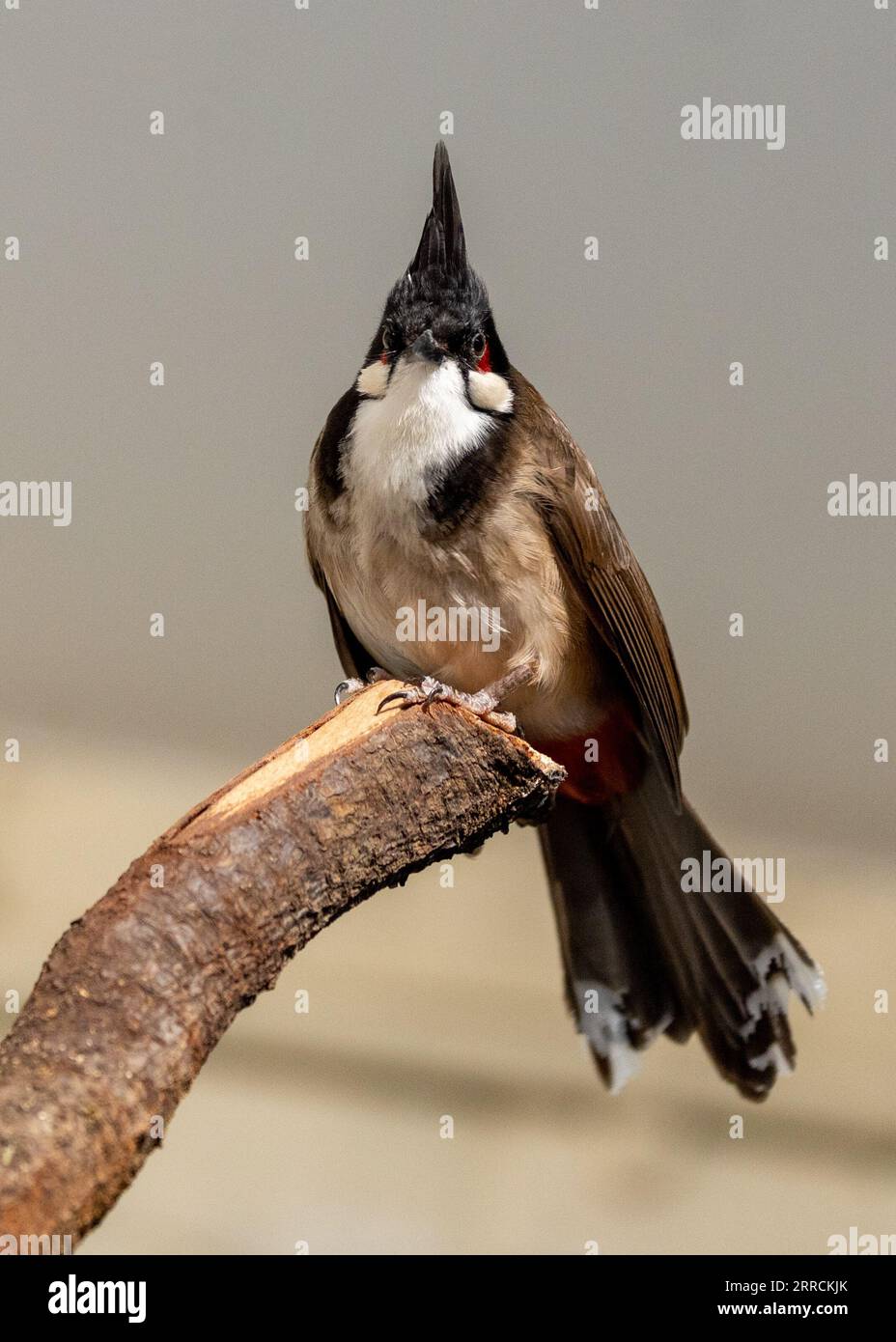 Vibrant red whiskered bulbul, native to South Asia. Its distinctive red ...