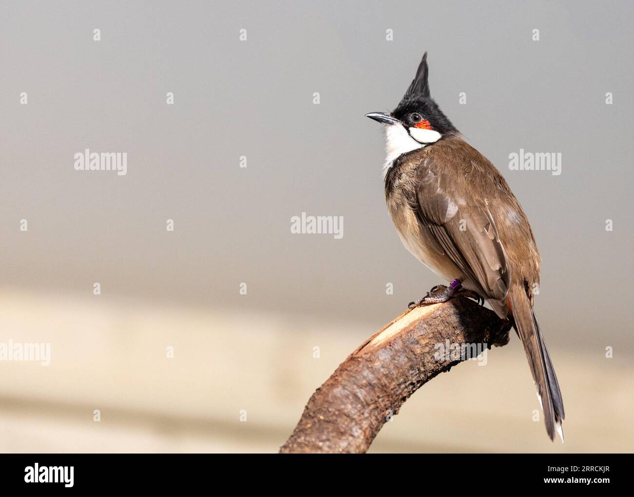 Vibrant red whiskered bulbul, native to South Asia. Its distinctive red ...