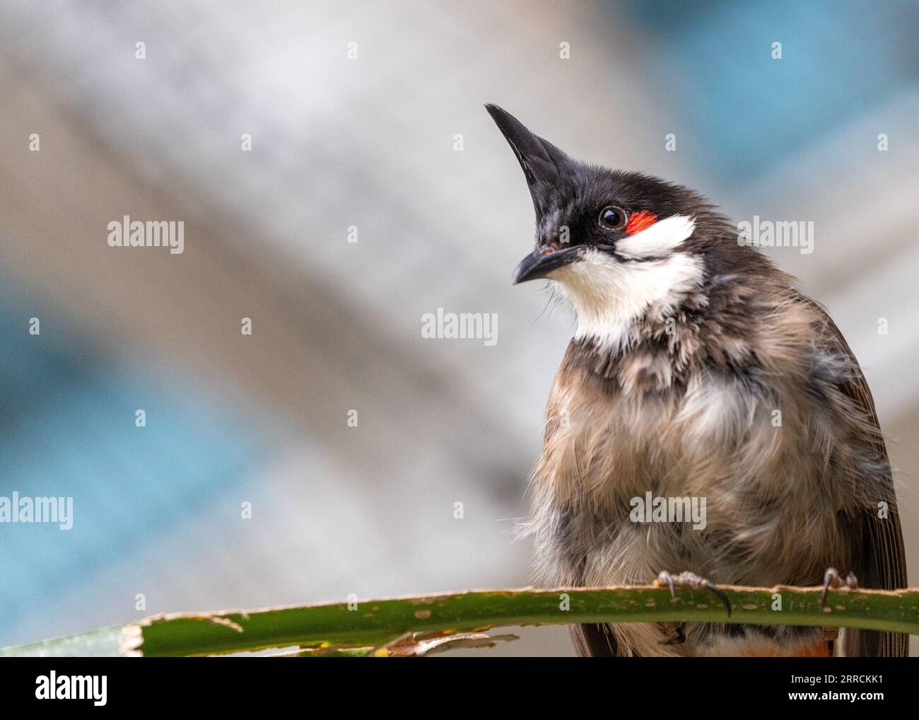 Vibrant red whiskered bulbul, native to South Asia. Its distinctive red ...