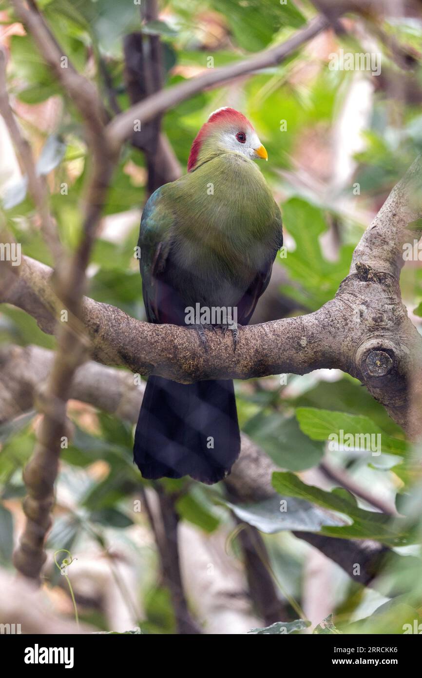 The Red-Crested Turaco, native to Africa, showcases its stunning ...