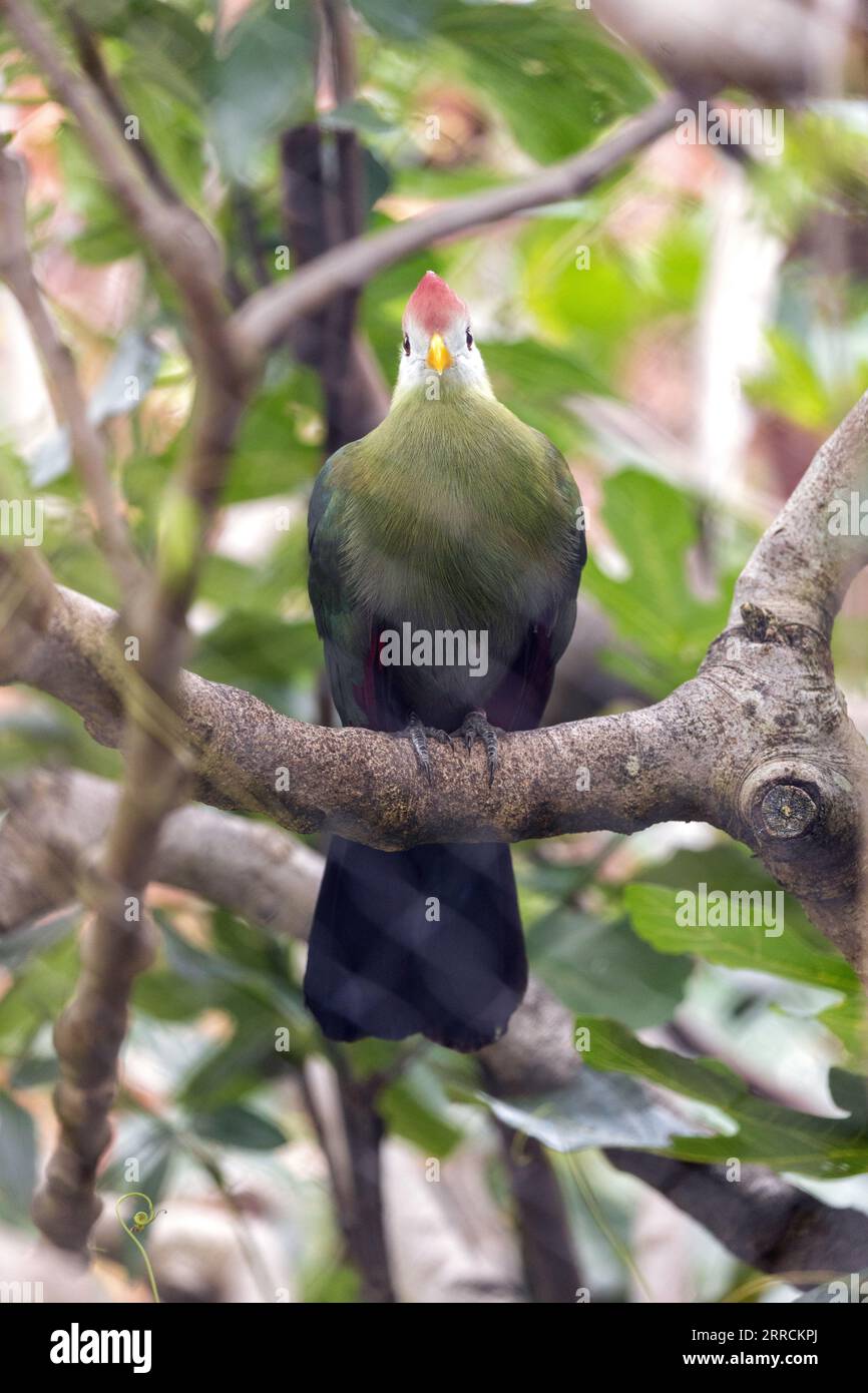 The Red-Crested Turaco, native to Africa, showcases its stunning ...