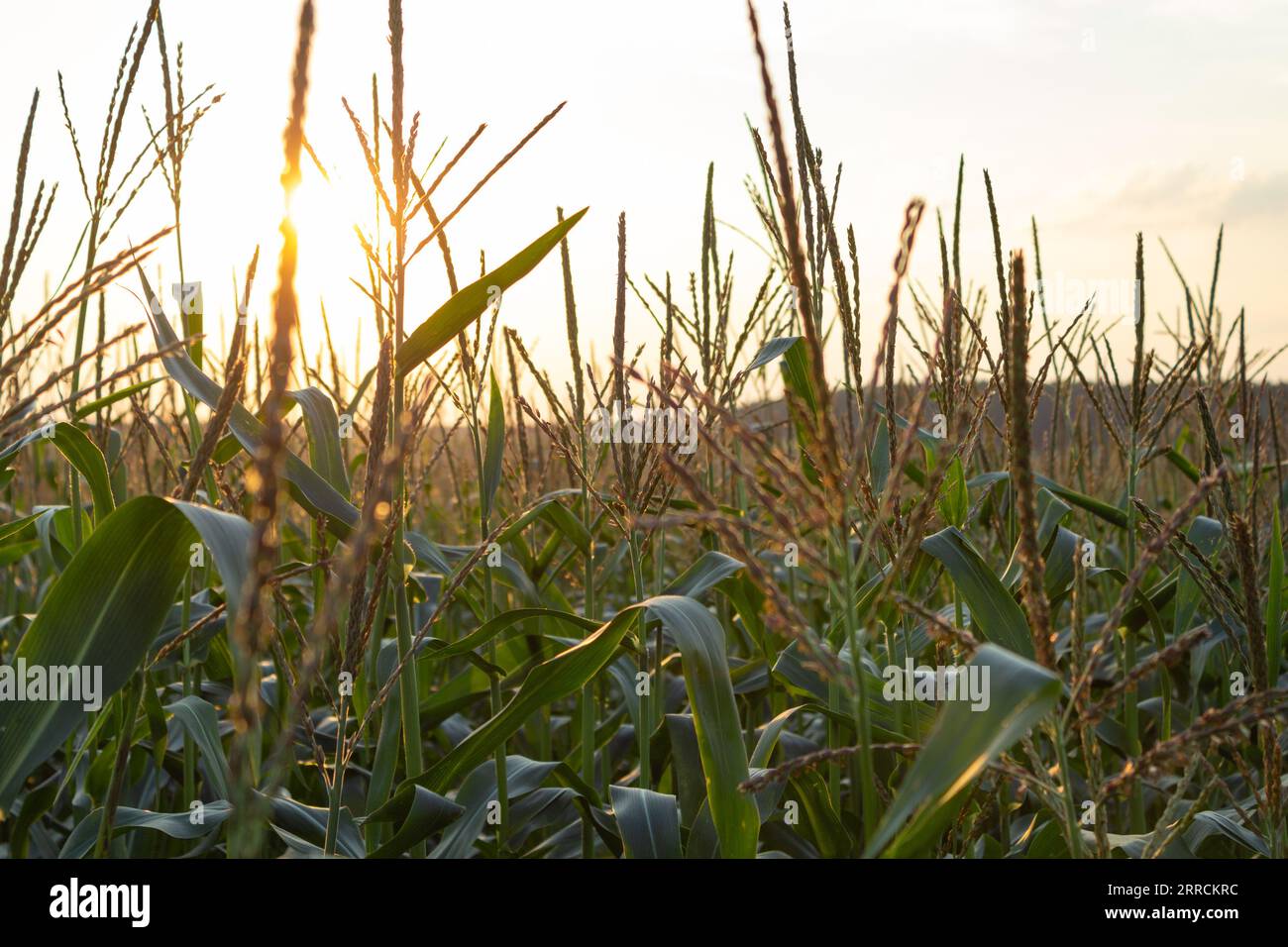 Sweet corn plants hi-res stock photography and images - Alamy