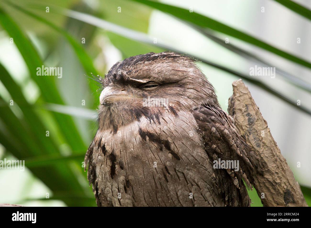 Tawny Frogmouth (Podargus strigoides) spotted outdoors in the wild ...