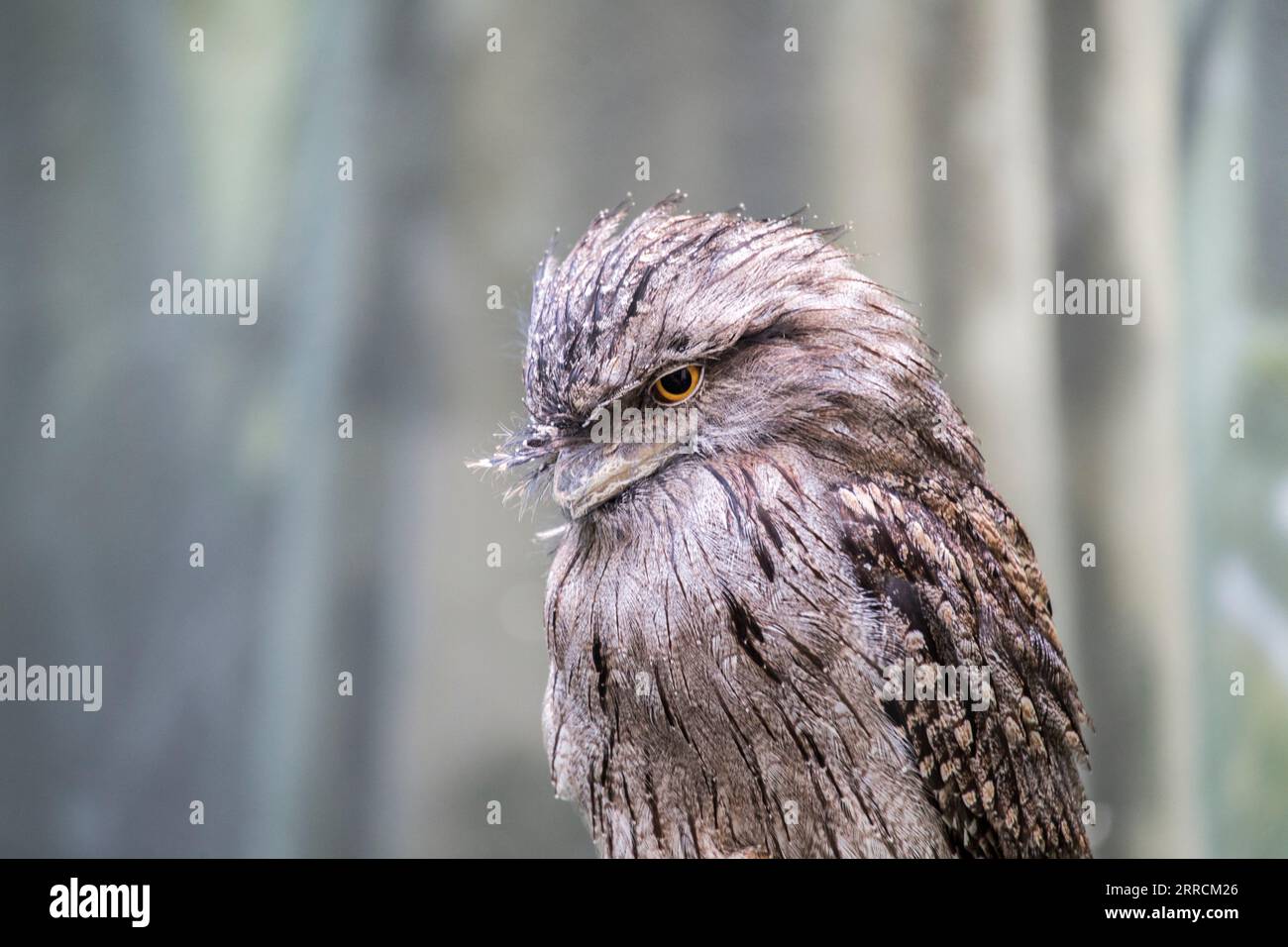 Tawny Frogmouth (Podargus strigoides) spotted outdoors in the wild ...